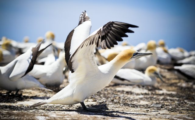 Gannet Beach Adventures!
